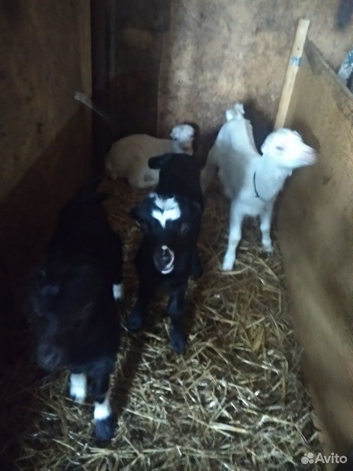 Козлята и козочки