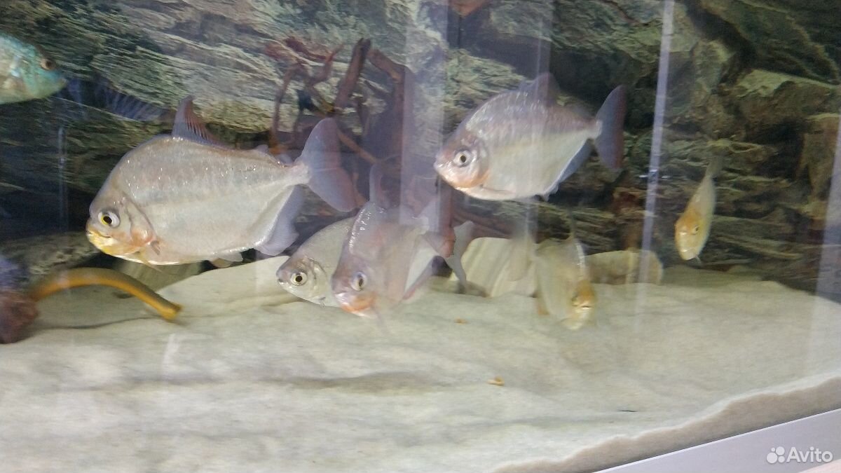 Стая метинисов