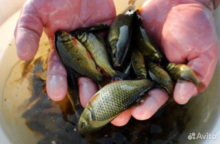 Карась живец или для пруда
