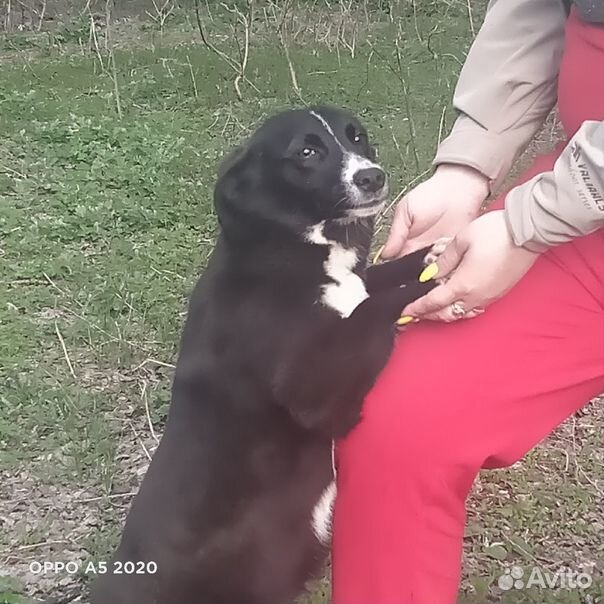 Собака Эмма, стерилизована