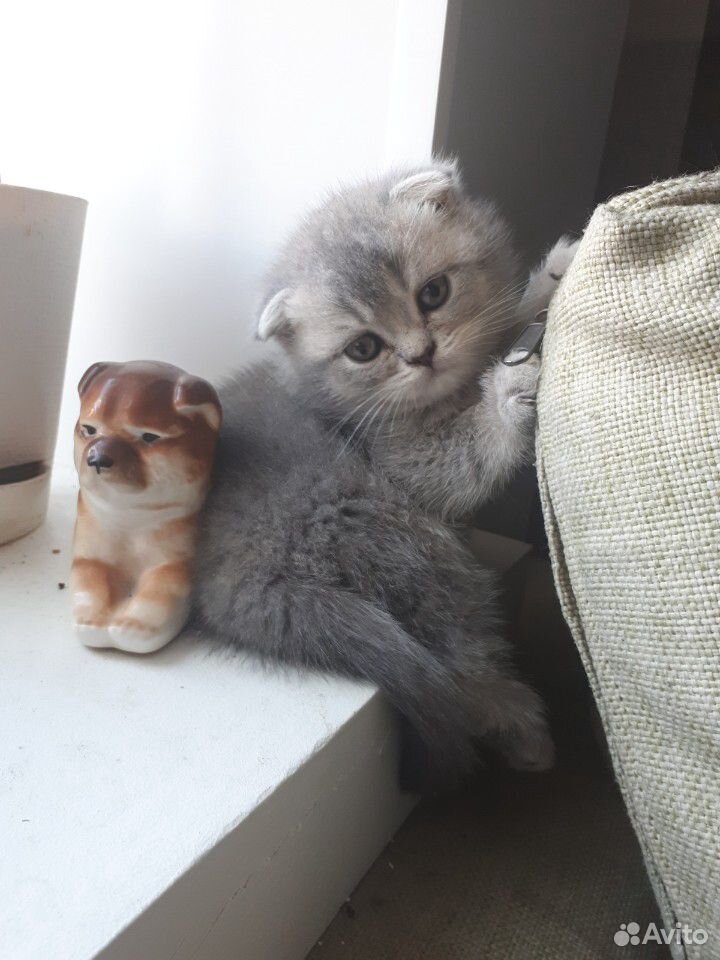 Шотландская