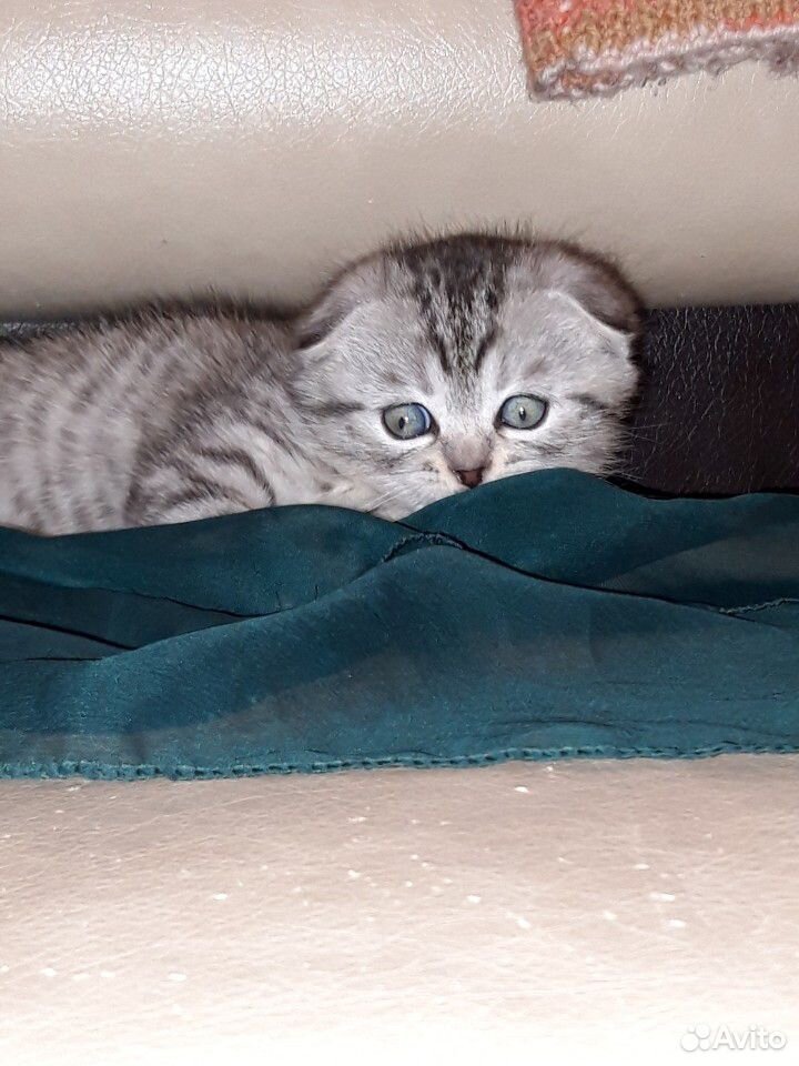 Шотландская