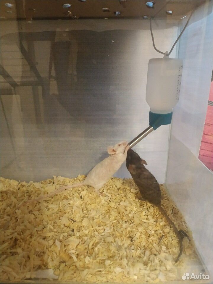 Продам мышей