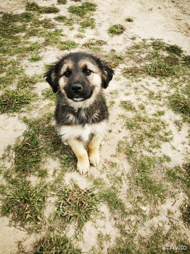 Обаятельный щенок мальчик ищет свой дом