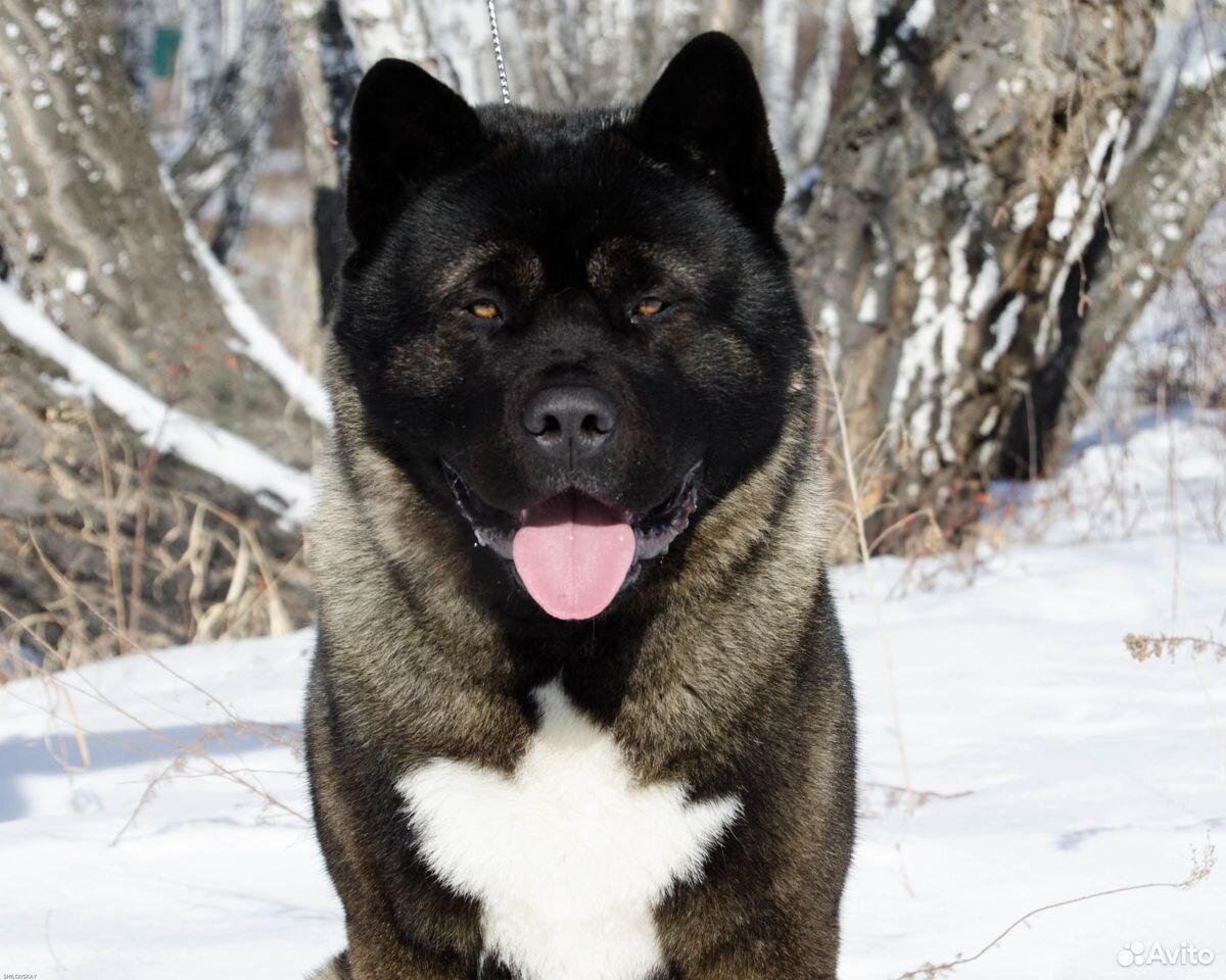 Вязка с шикарным мачо