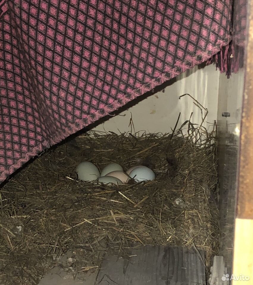 Легбар Амераукана Мехеленская кукушка Орпингтон