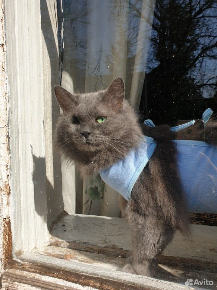 Кошка Луняша ищет нового или старого хозяина