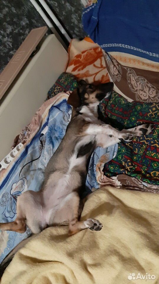 Собака