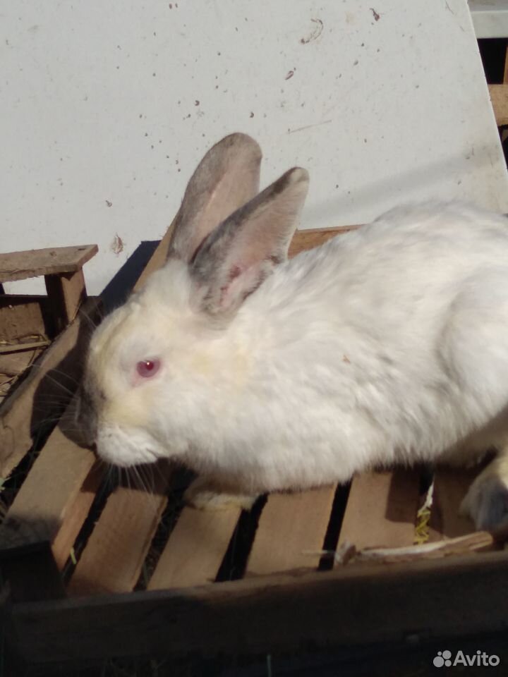 Продаются кролики - самцы и самки