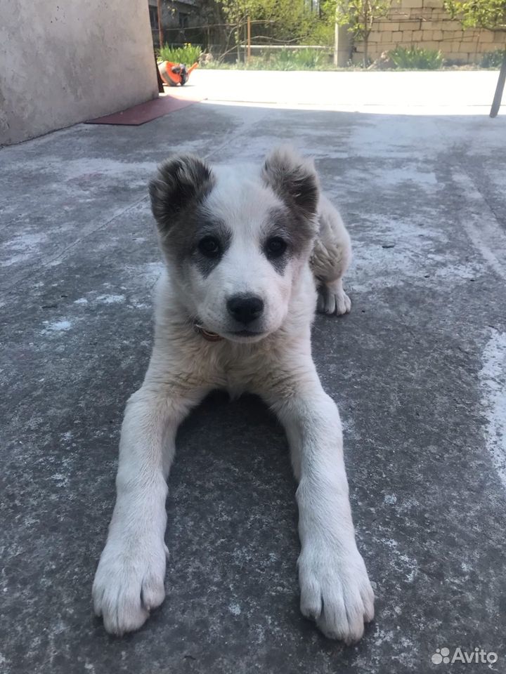 Продам Алабая(сучка)