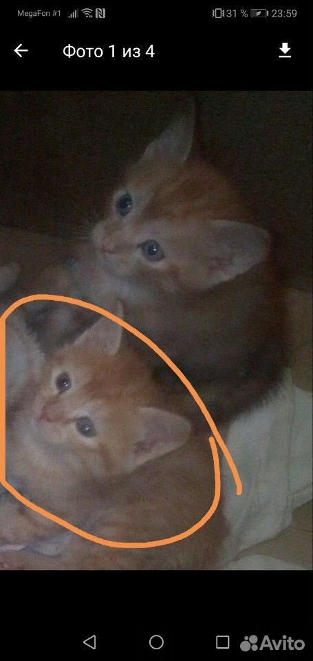 Котенок девочка