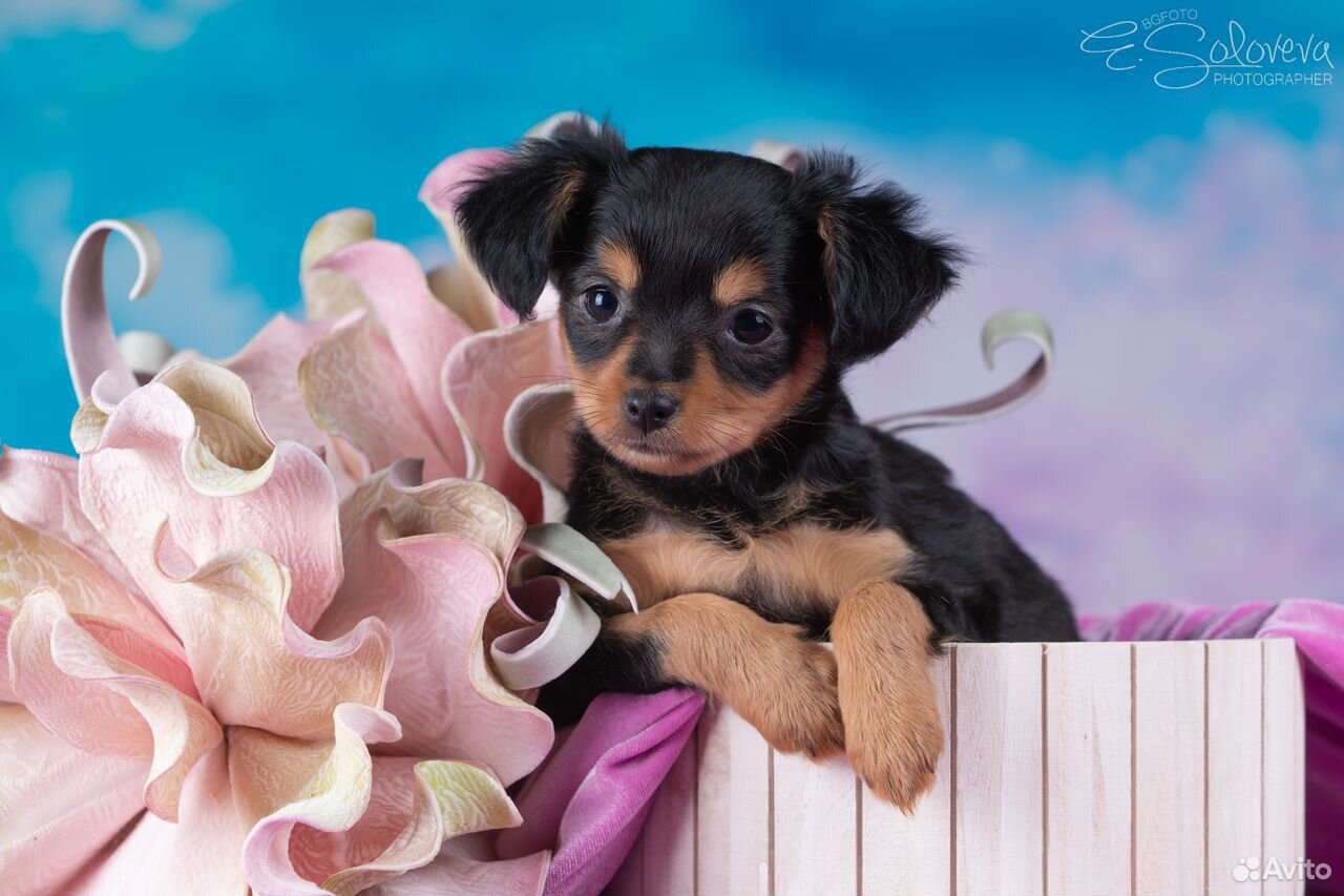 Девочка и мальчик длинношерстные, 2 мес