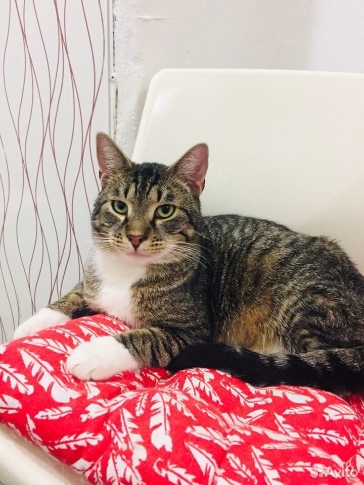 Котик Арчик 1 год