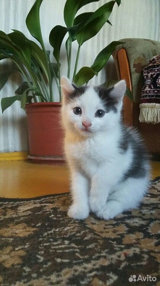 Игривое Счастье