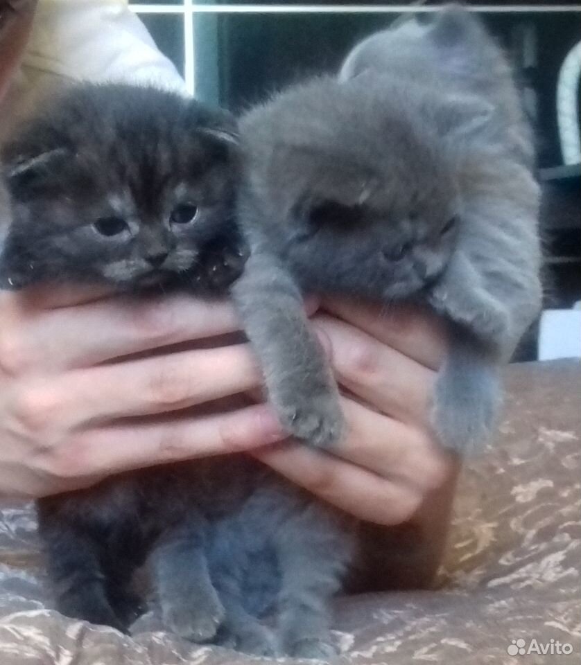 Котята шотландские