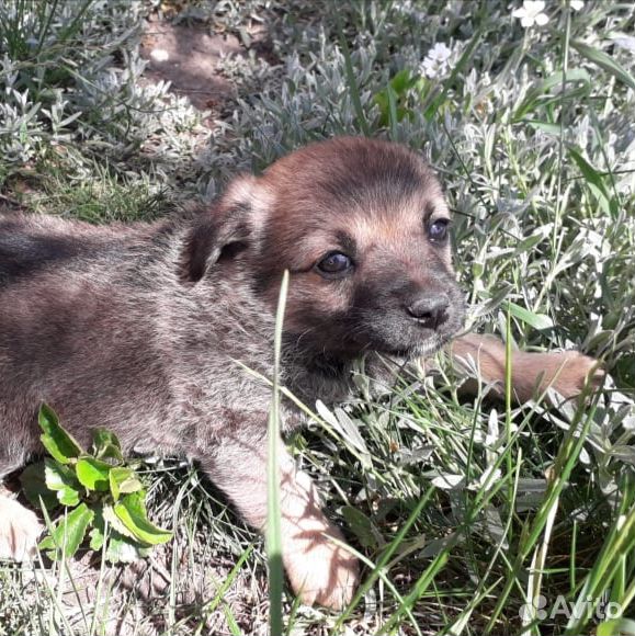 Щенки в добрые руки