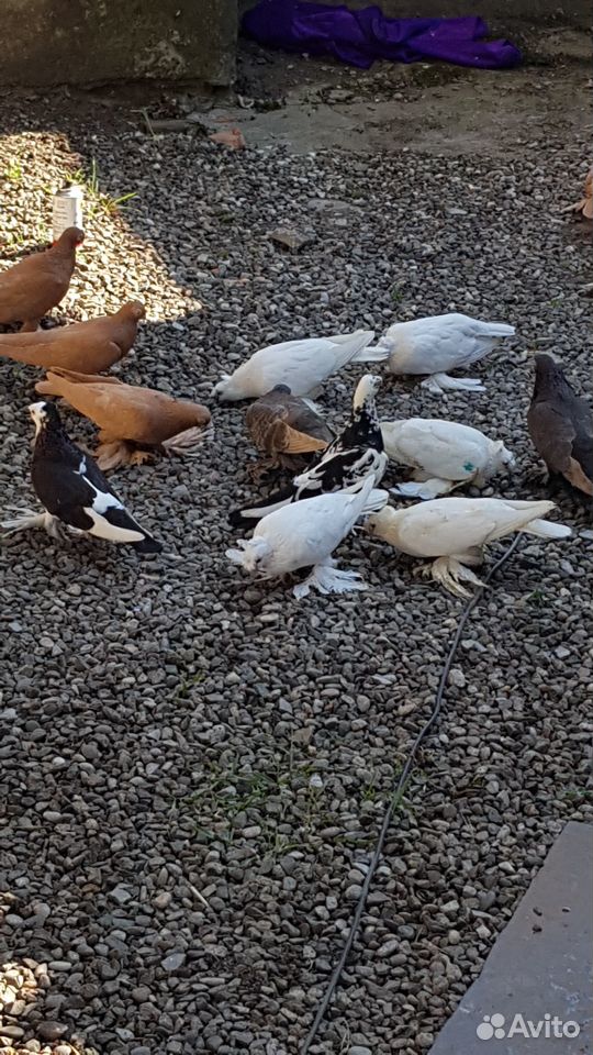 Голуби узбеки