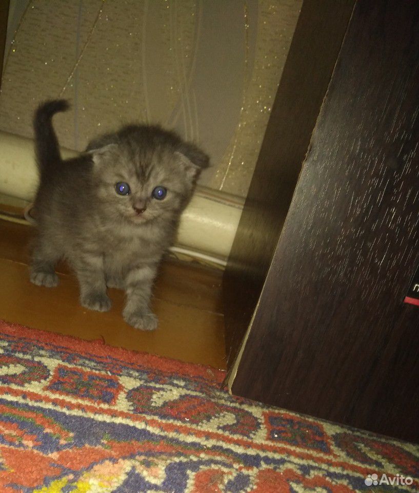 Британские котятки
