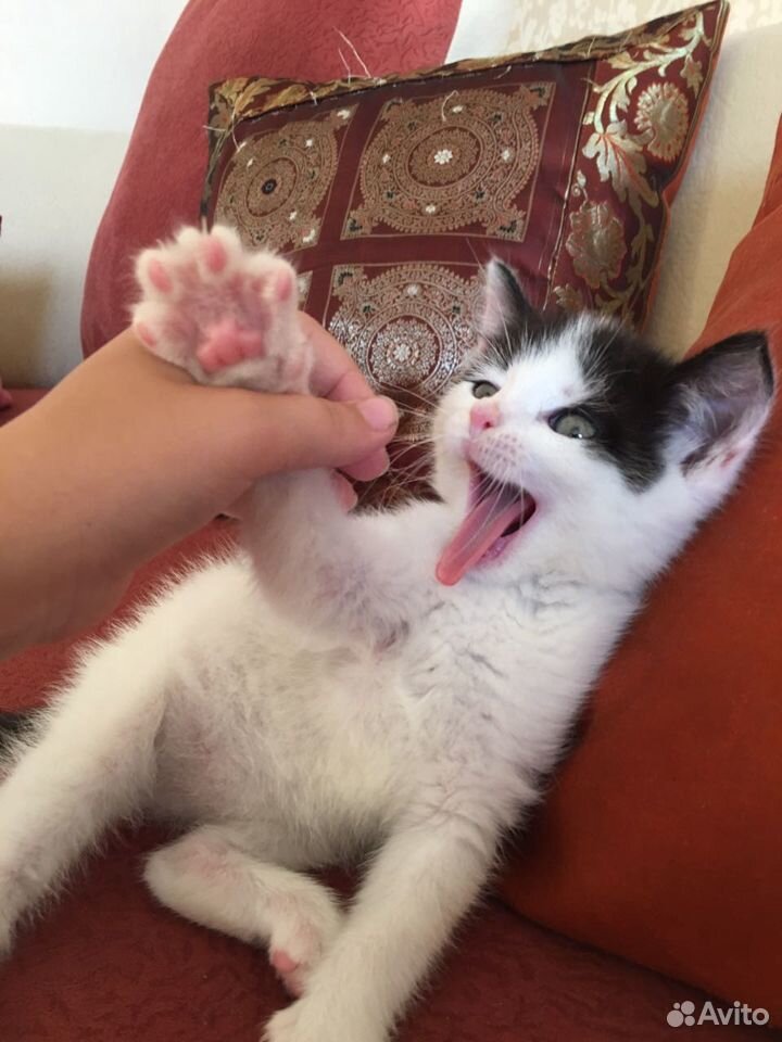 Отдаю малышку-котишку