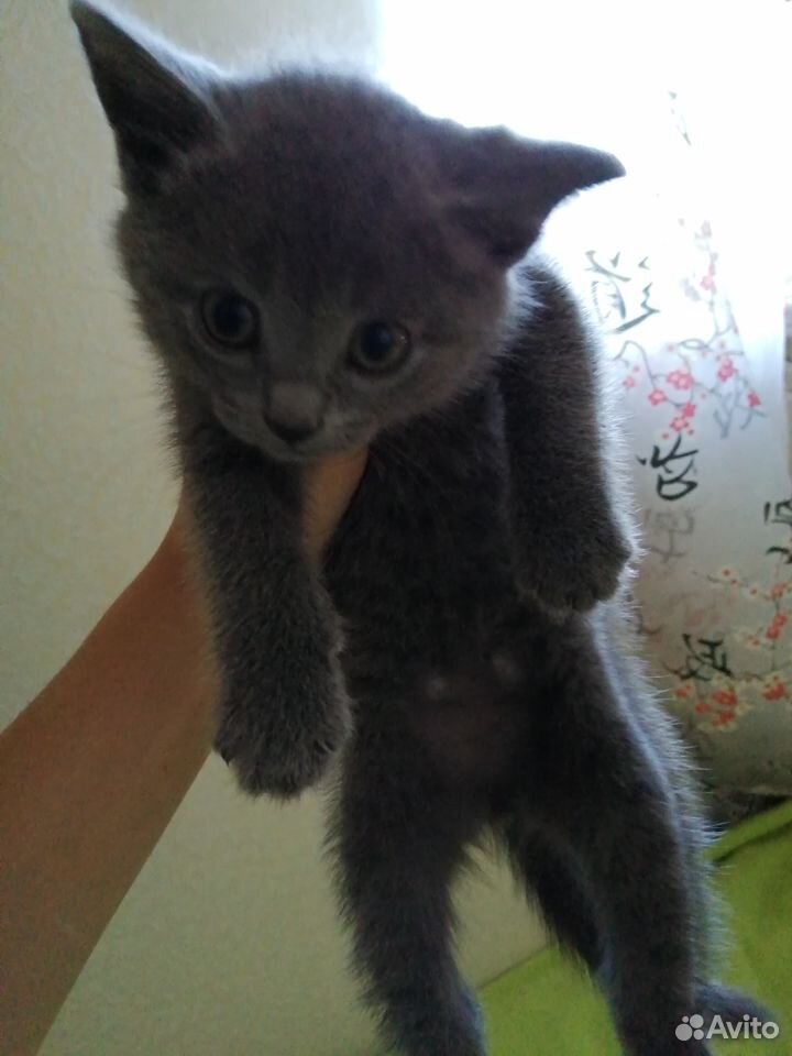 Продам котят, британцы. Приучены к лодку. С белыми