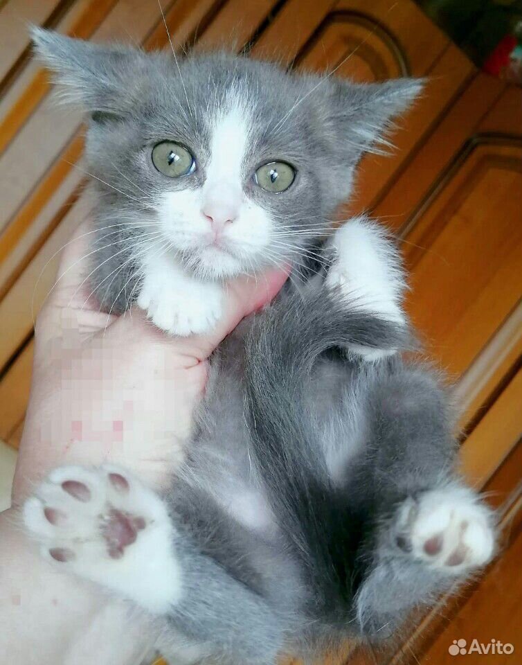 Гном Няшкин