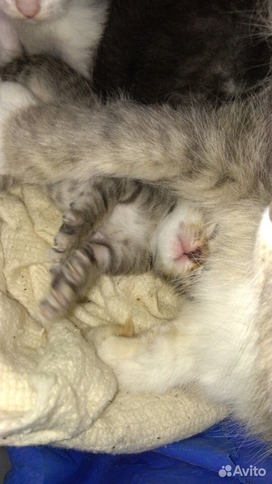 Котята вислоухие