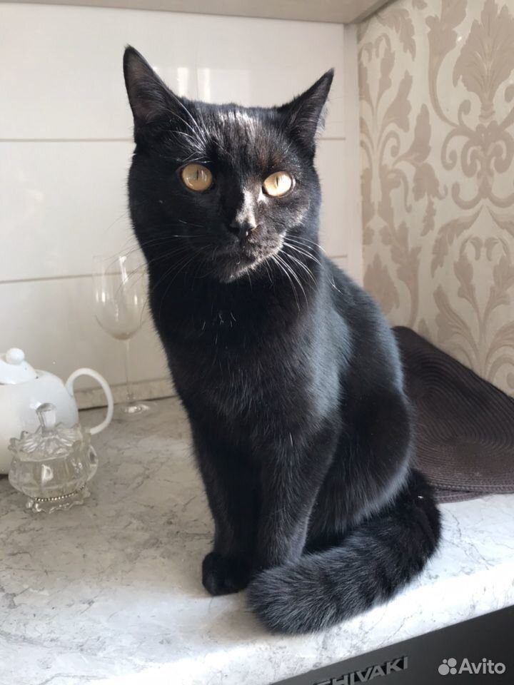Кот вязка ищем невесту