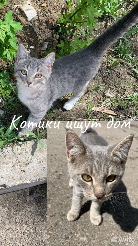 Котята