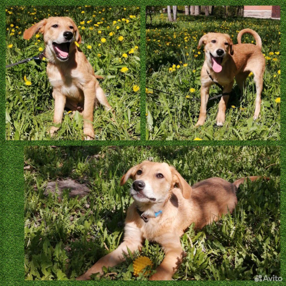 Щеночек Персик, 4 месяца, ищем дом