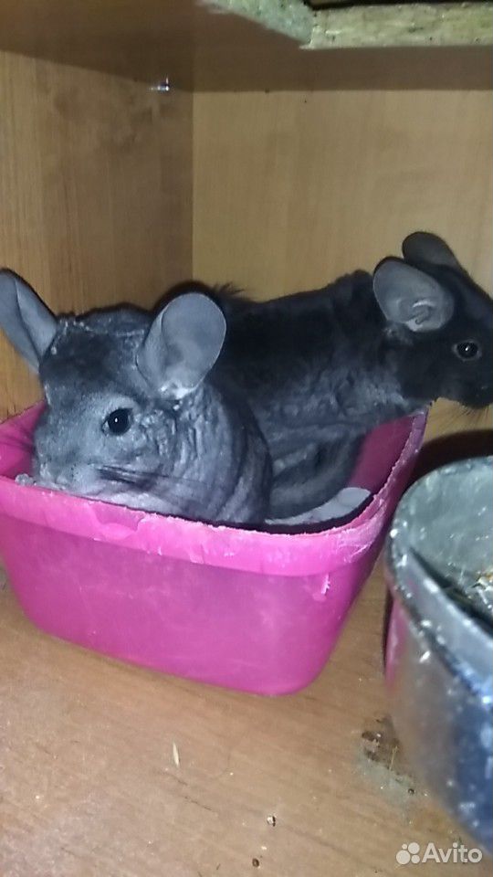 Шиншилла девочка 1год