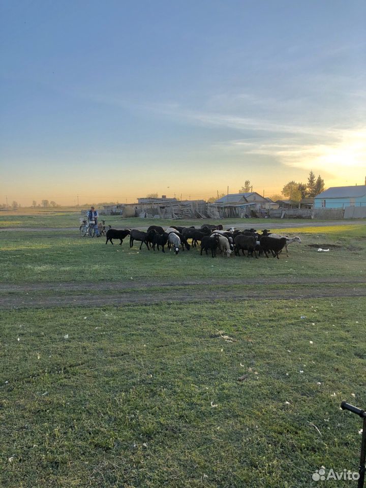 Продам баранину