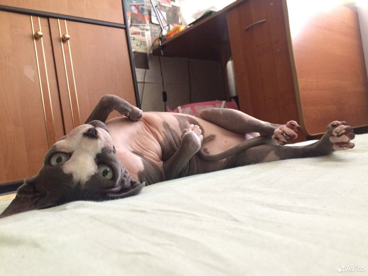 Канадский сфинкс Боско