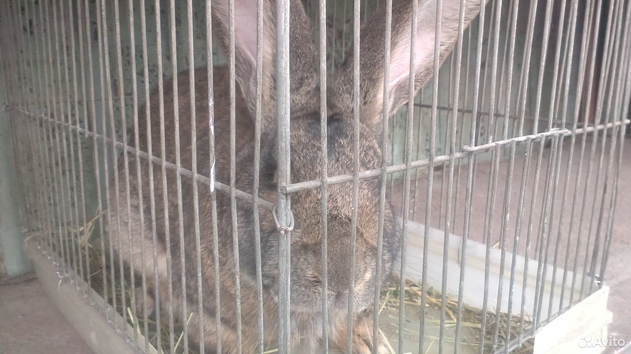 Продам крольчат Фландер