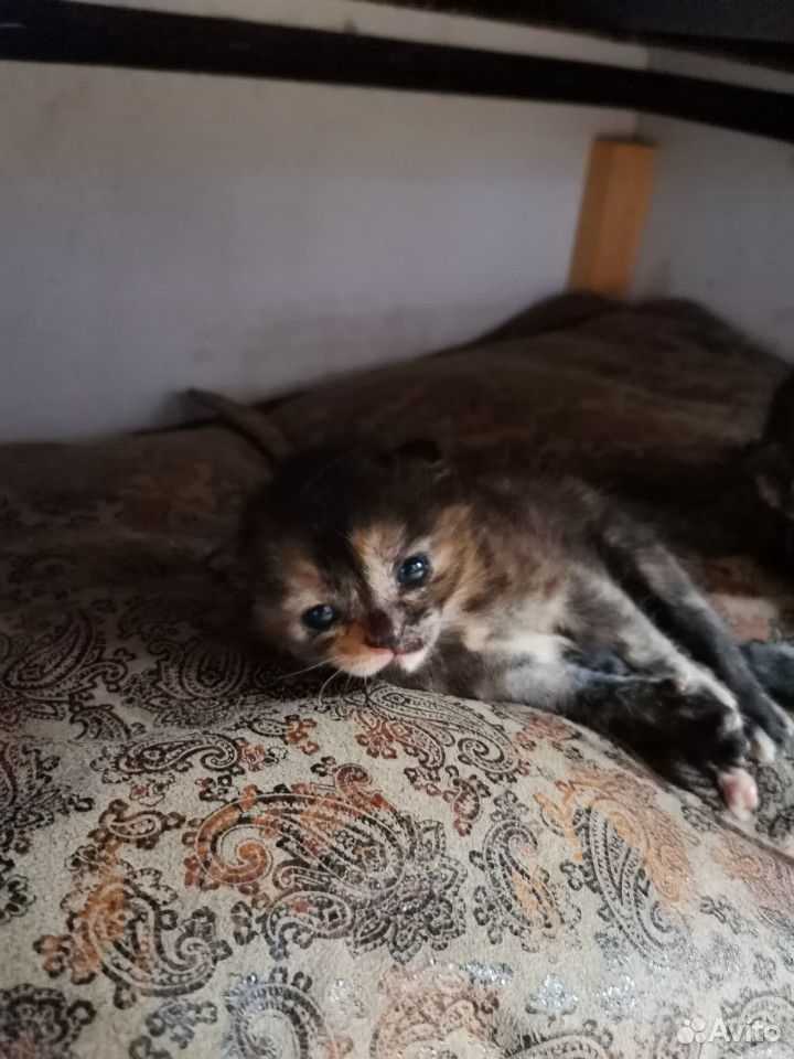 Котёнок