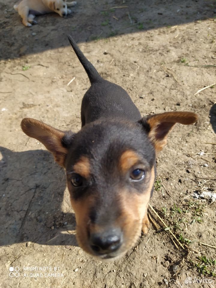 Отдам щенков ягдтерьера