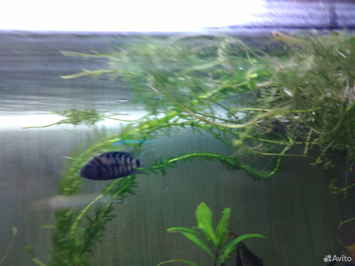 Рыбка цихлида малек