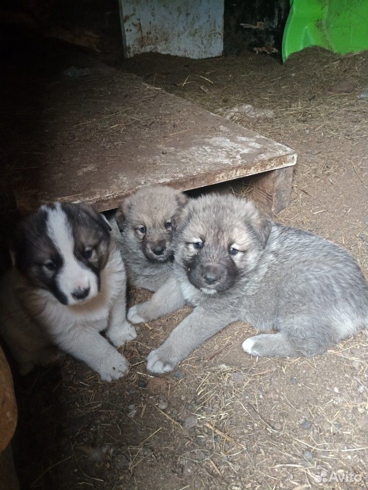 Помесь кавказской овчарки и азиата