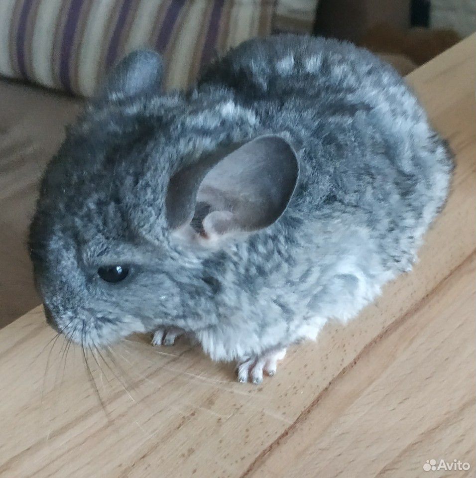 Шиншилла