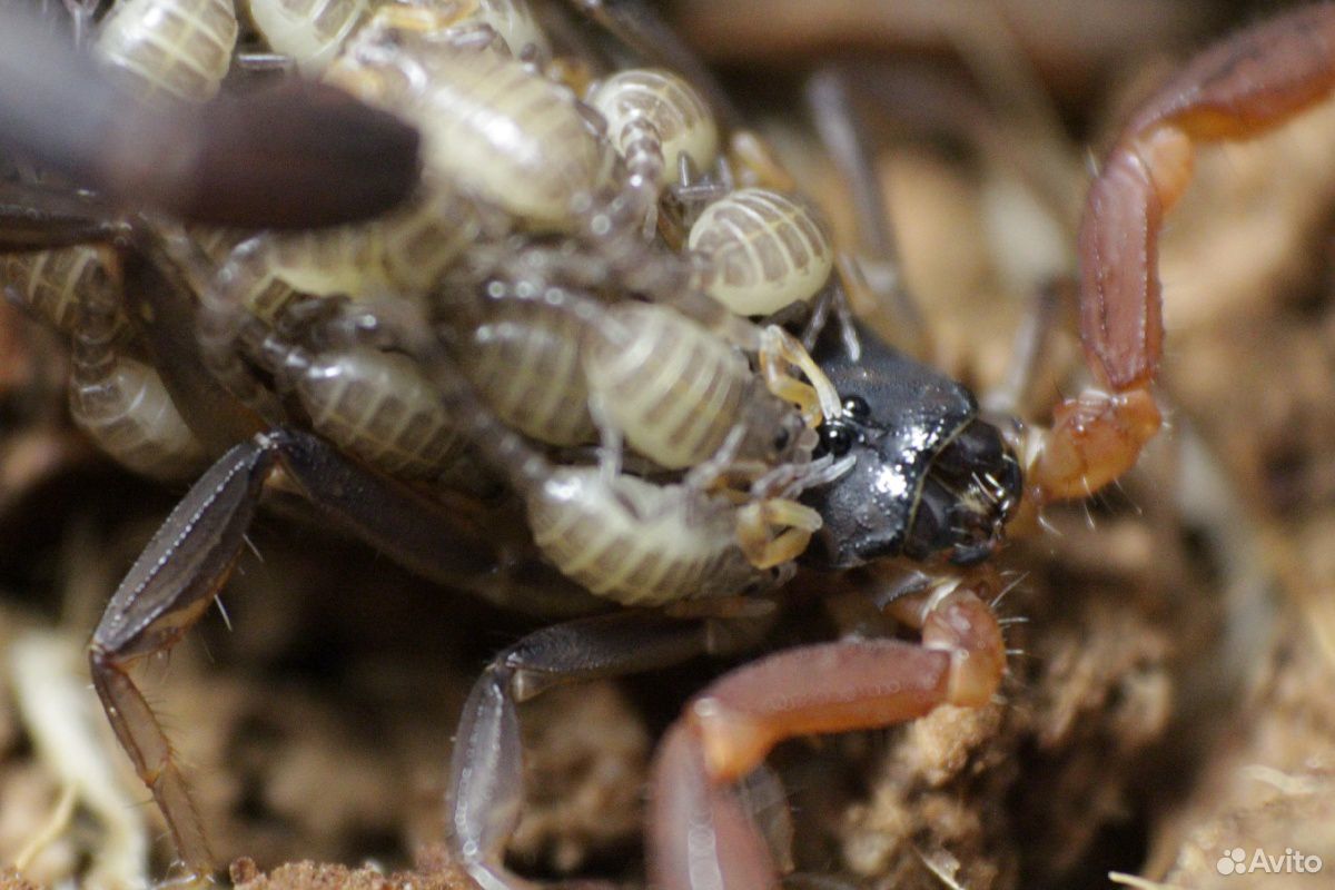 Скорпион живой lychas tricarinatus