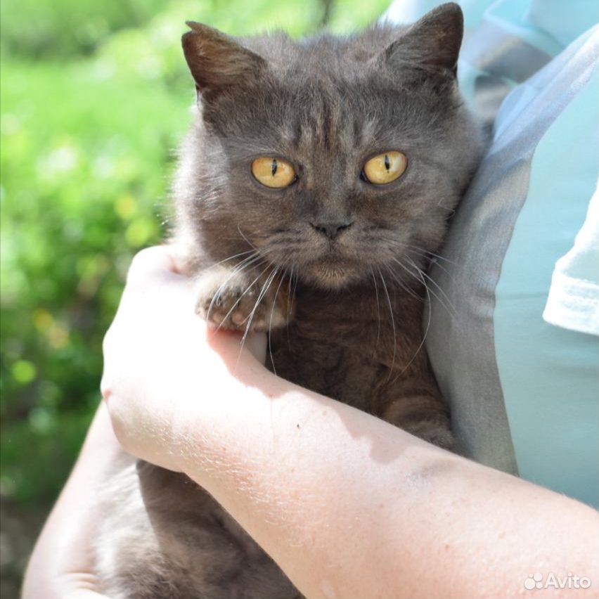 Британская кошечка в добрые руки
