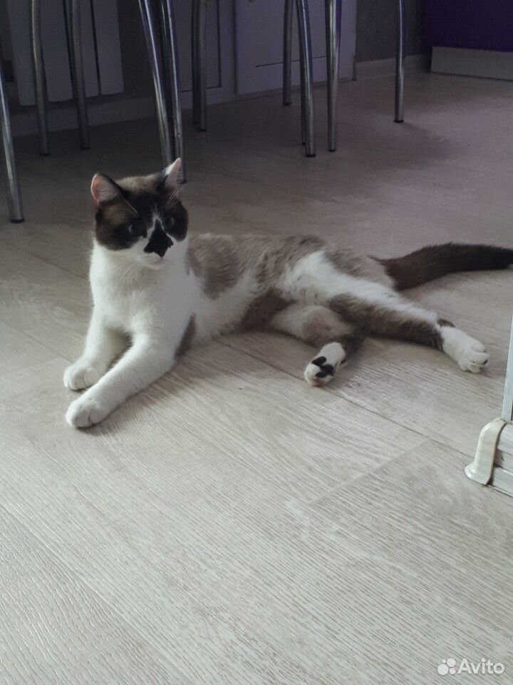 Кот