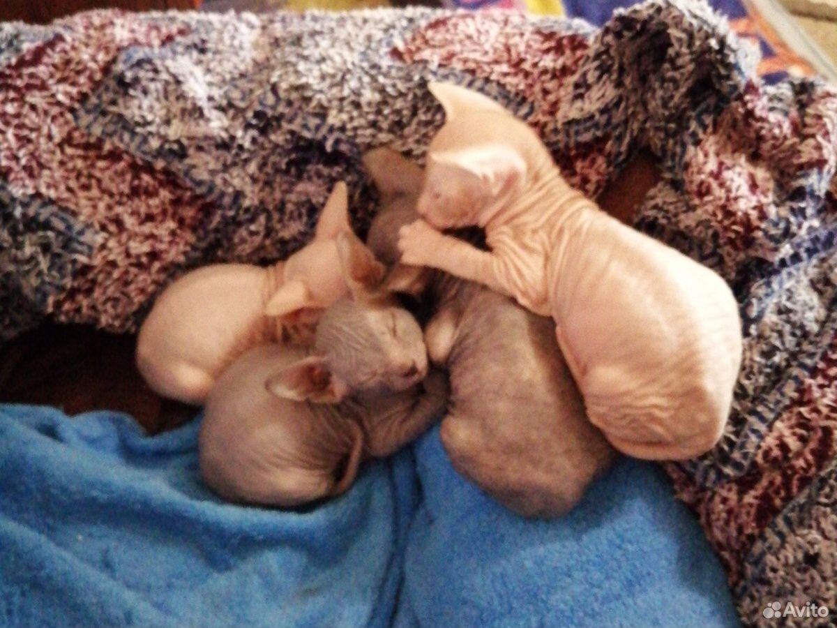 Донской сфинкс