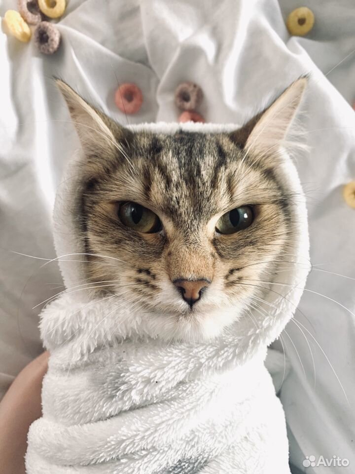 Карликовая кошка
