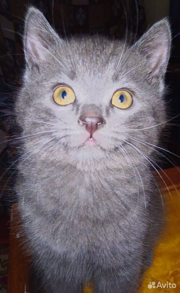 Котенок британец мальчик
