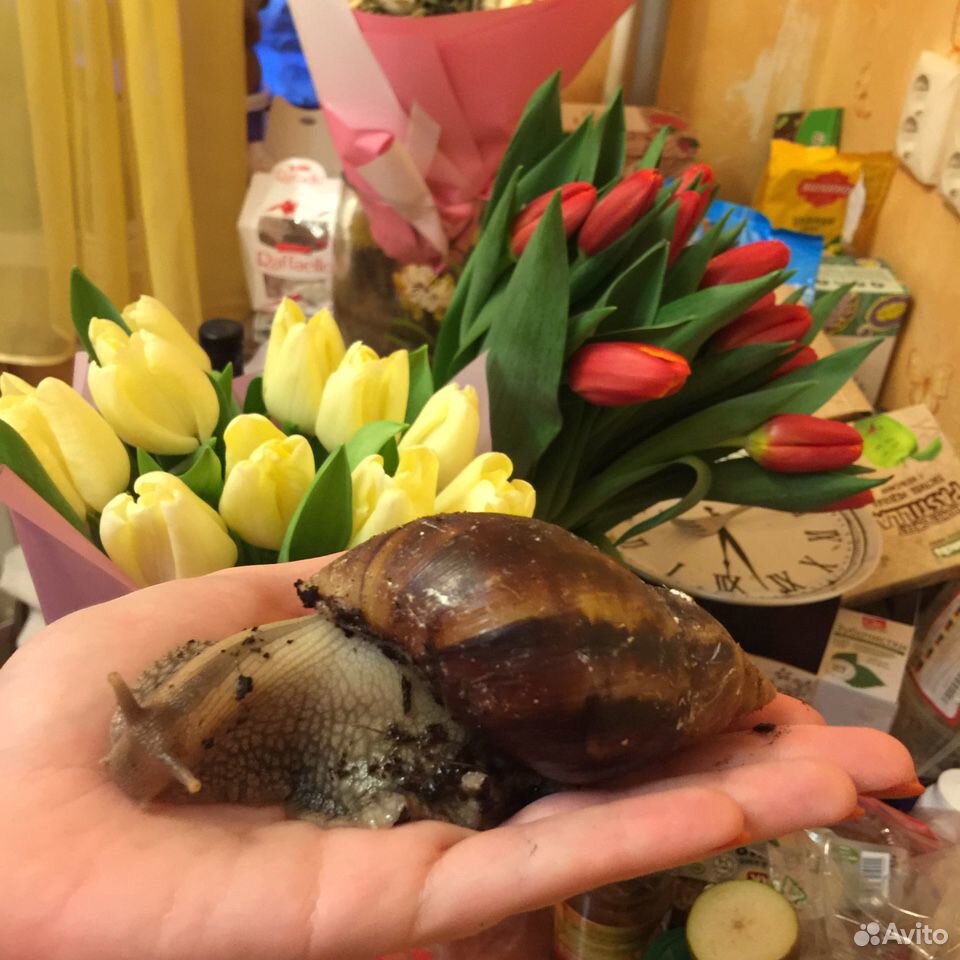 Улитки ахатины