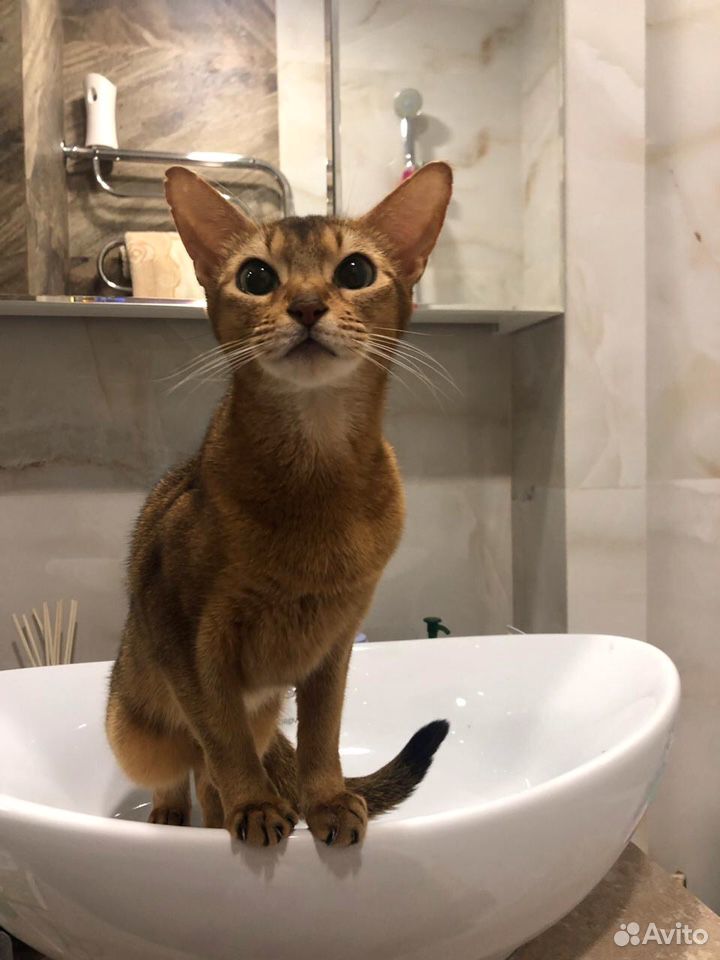 Абиссинская