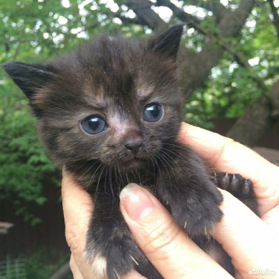 Кошечка