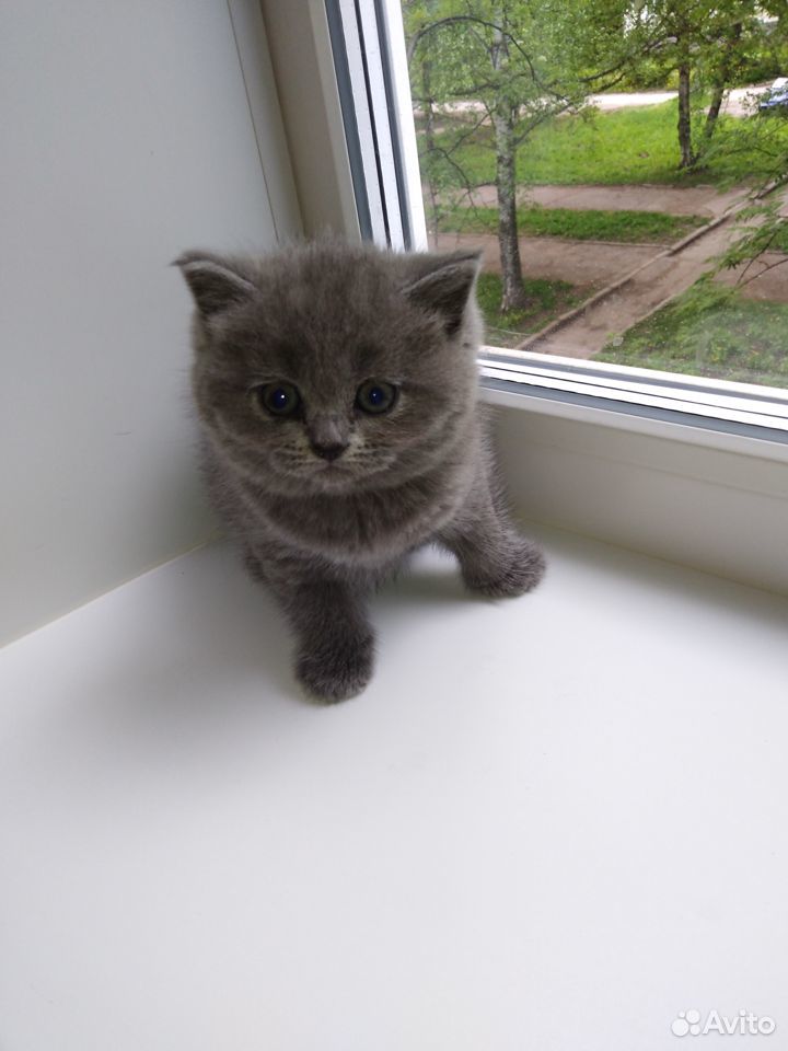 Шотландский плюшевый котенок