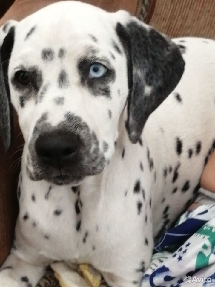 Щенок далматина