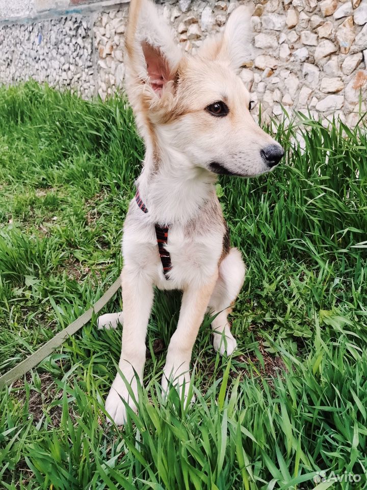 Чудо-Оливер